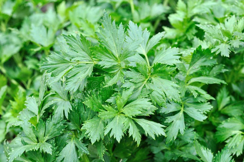 Primer del apio foto de archivo. Imagen de cultivado - 28314642