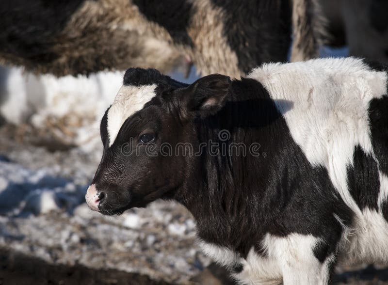 Becerro Rojo Y Blanco De Holstein En Invierno Imagen de archivo ...
