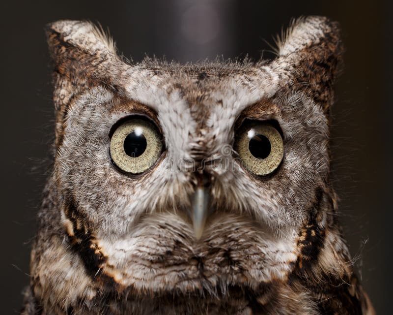 Cara de búho imagen de archivo. Imagen de deslumbrante - 272033