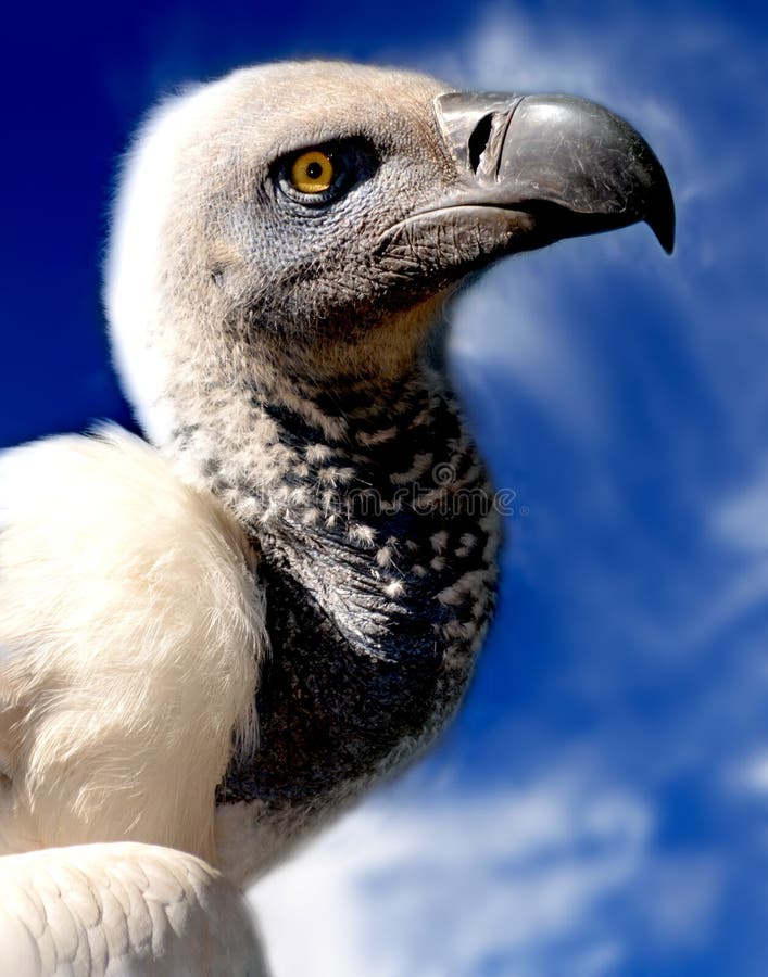 Primer del buitre foto de archivo. Imagen de blanco, presa - 42736172