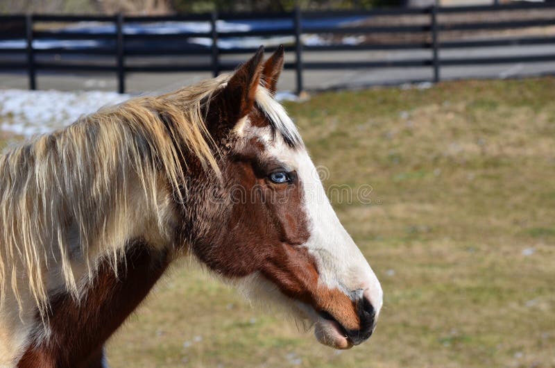Primer del caballo imagen de archivo. Imagen de detalle - 22851795