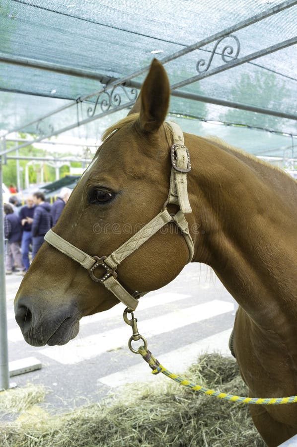 Primer Del Caballo Imagen Del Color Foto de archivo - Imagen de hermoso ...