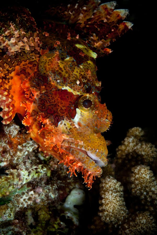 Primer Del Cabracho Tasseled, Maldives Imagen de archivo - Imagen de ...