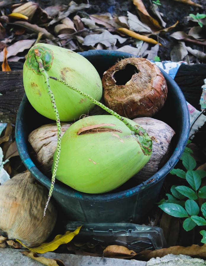 El Primer De Los Cocos Secados Fibra Del Spathe Del Coco Pela Foto de ...