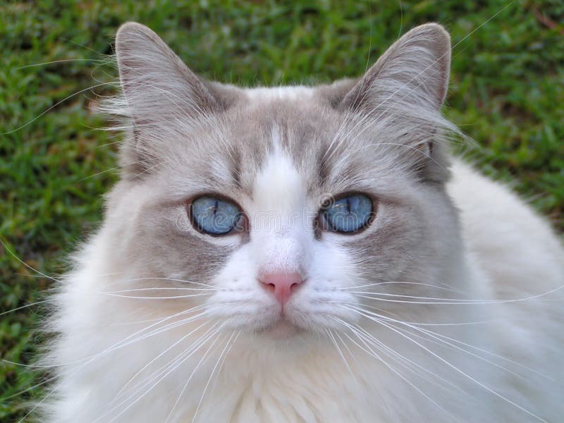 Primer Del Gato Hermoso De Ragdoll Foto de archivo - Imagen de azul ...