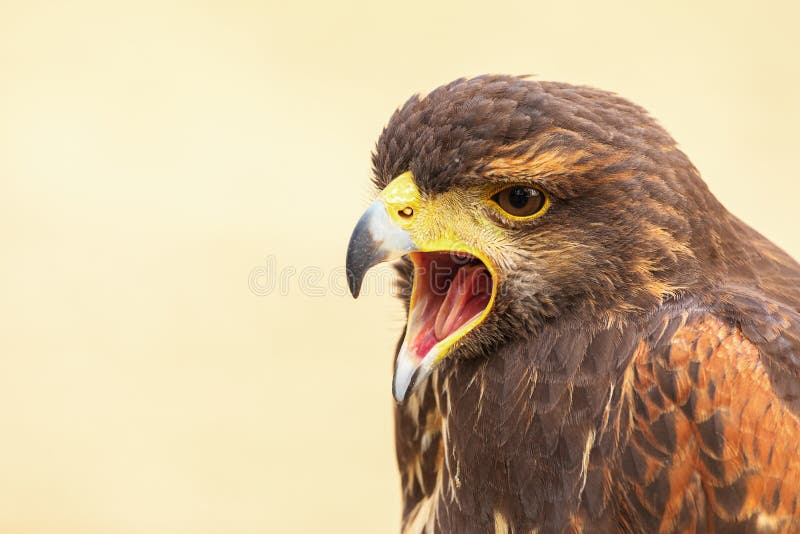 Halcón De Harris De La Cara Imagen de archivo - Imagen de hermoso ...