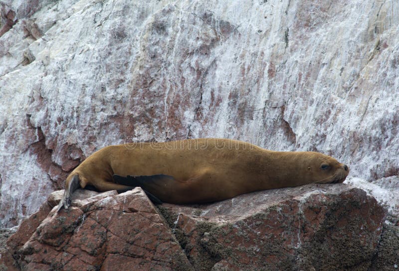 León De Mar En Las Islas De Ballestas Imagen de archivo - Imagen de ...