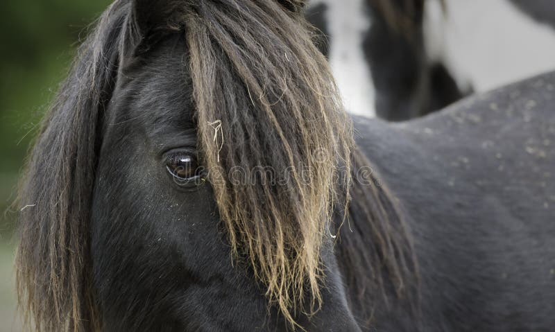 Primer Del Loonking De Un Potro Negro Imagen de archivo - Imagen de ...