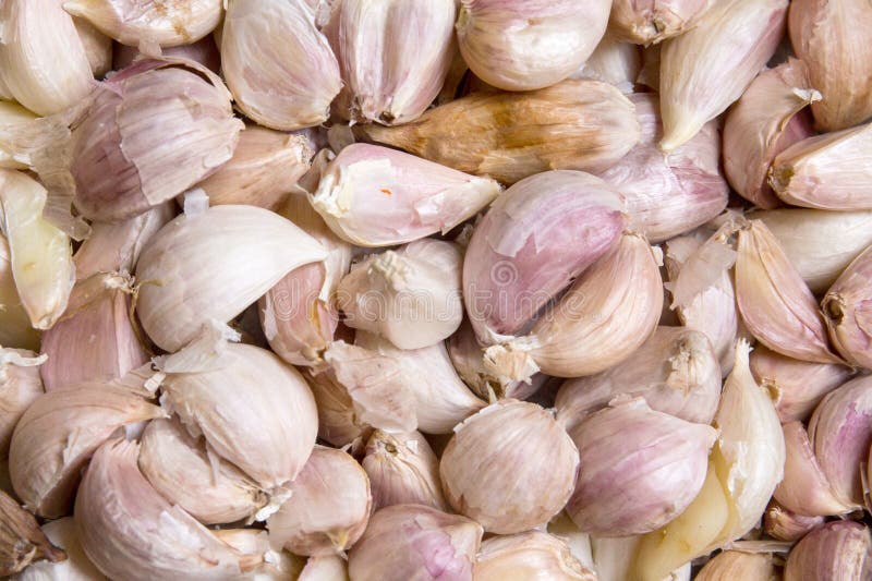 Primer Del Modelo Seco Del Ajo Imagen de archivo - Imagen de textura ...