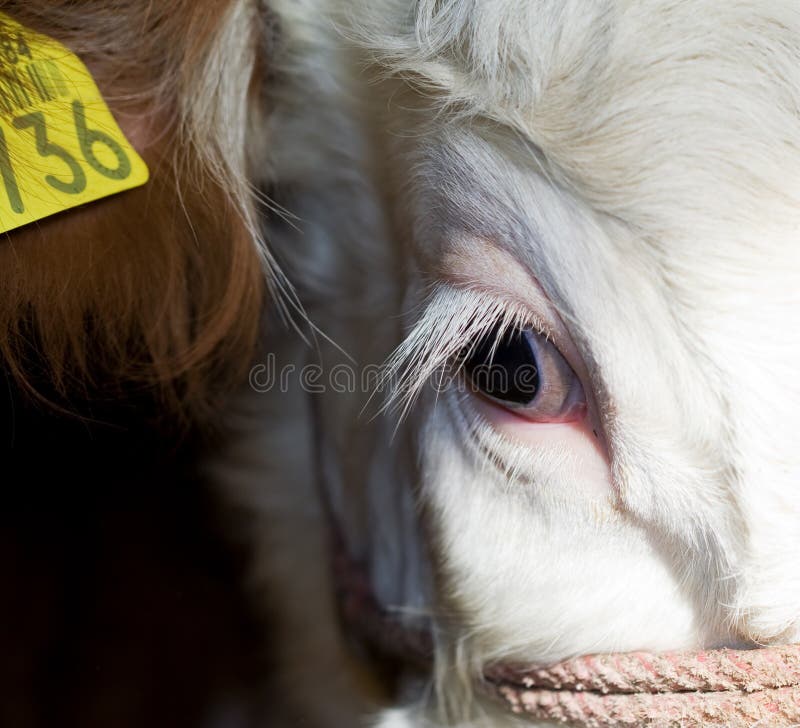 Primer del ojo de la vaca foto de archivo. Imagen de verde - 4811692