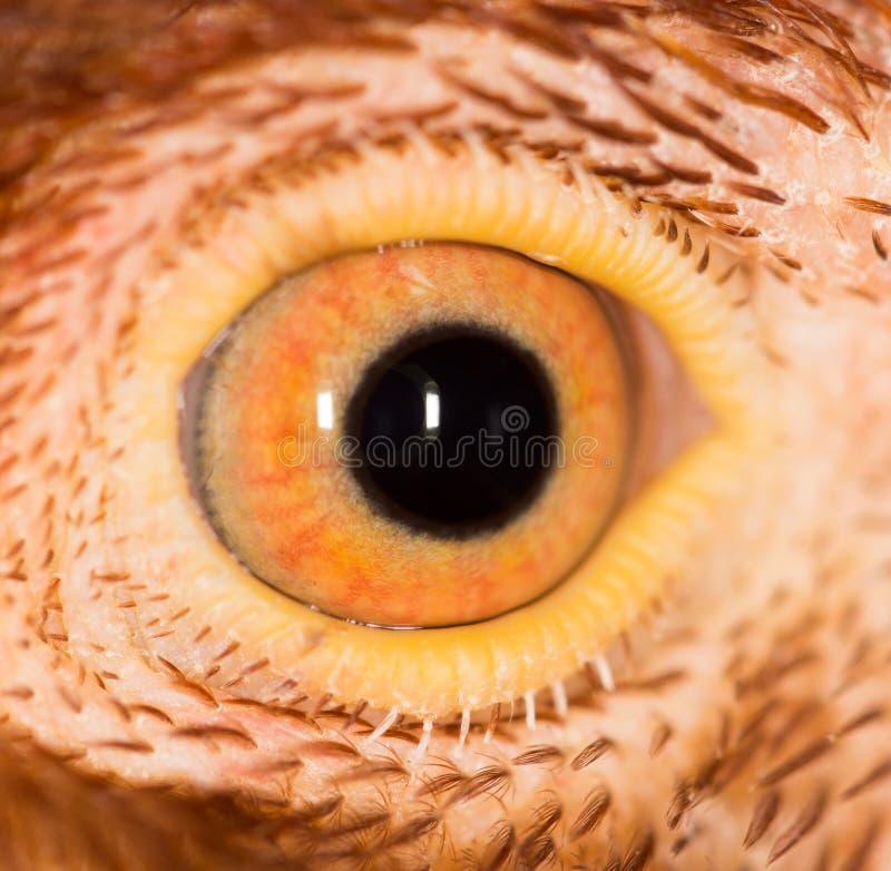 Primer del ojo del pollo foto de archivo. Imagen de cubo - 101945900