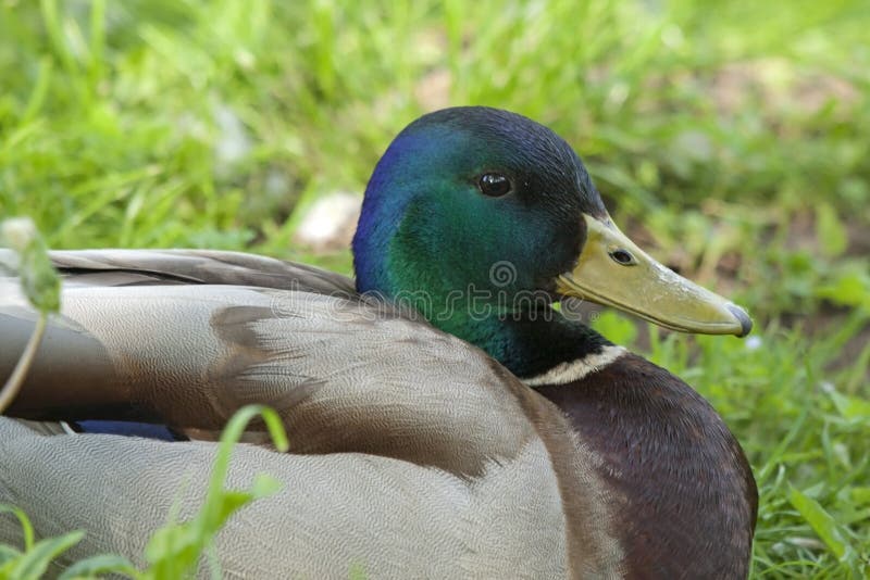 Primer Del Pato Macho Hermoso Foto de archivo - Imagen de agua, parque ...