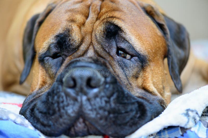 Nariz grande del perro foto de archivo. Imagen de retrato - 71201958