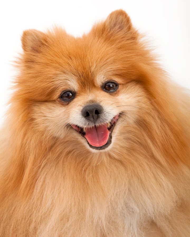 Primer Del Perro De Pomeranian Imagen de archivo - Imagen de honestidad ...
