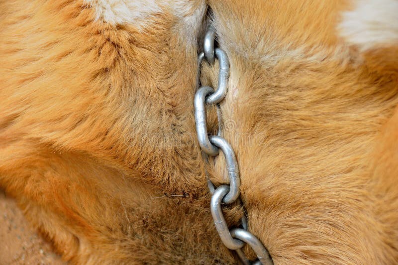 Perro triste encadenado foto de archivo. Imagen de encadenamiento ...