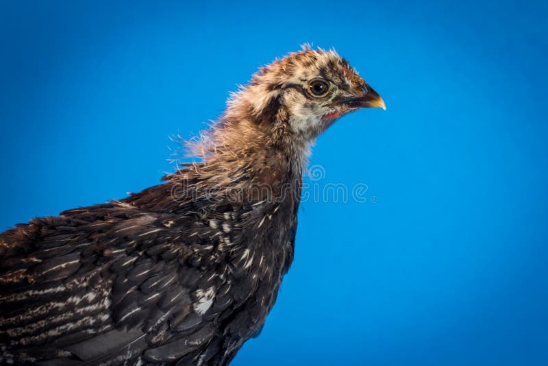 Primer Del Pollo De La Granja Imagen de archivo - Imagen de azul ...