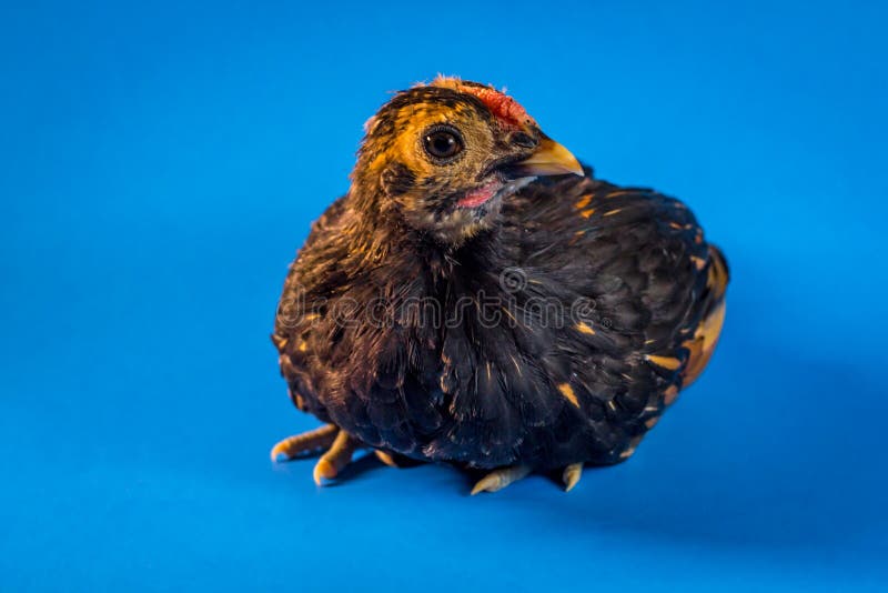 Primer Del Pollo De La Granja Foto de archivo - Imagen de primer ...