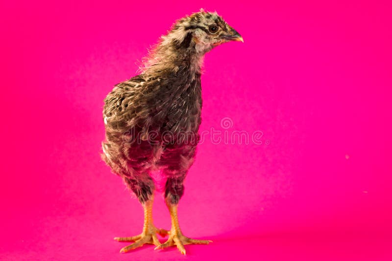 Primer Del Pollo De La Granja Imagen de archivo - Imagen de crianza ...