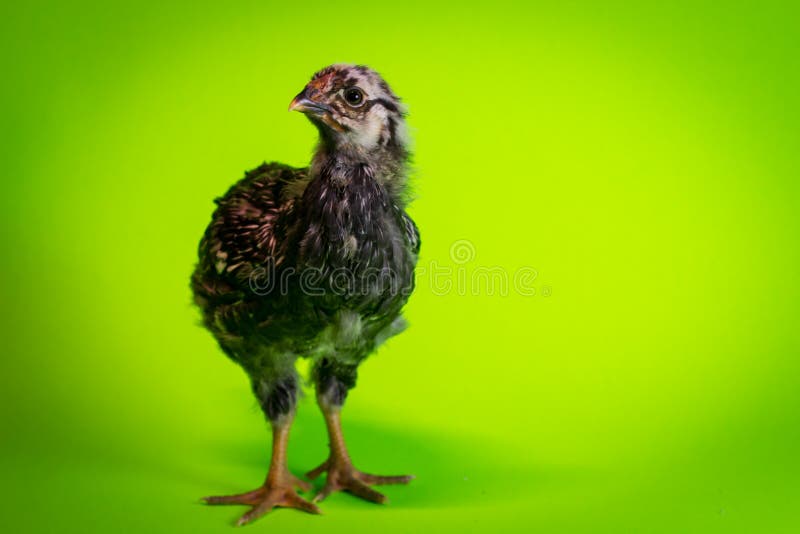 Primer Del Pollo De La Granja Imagen de archivo - Imagen de adolescente ...