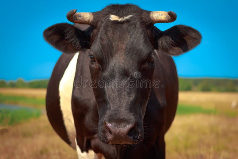 Primer Del Retrato De La Cara De La Vaca Imagen de archivo - Imagen de ...