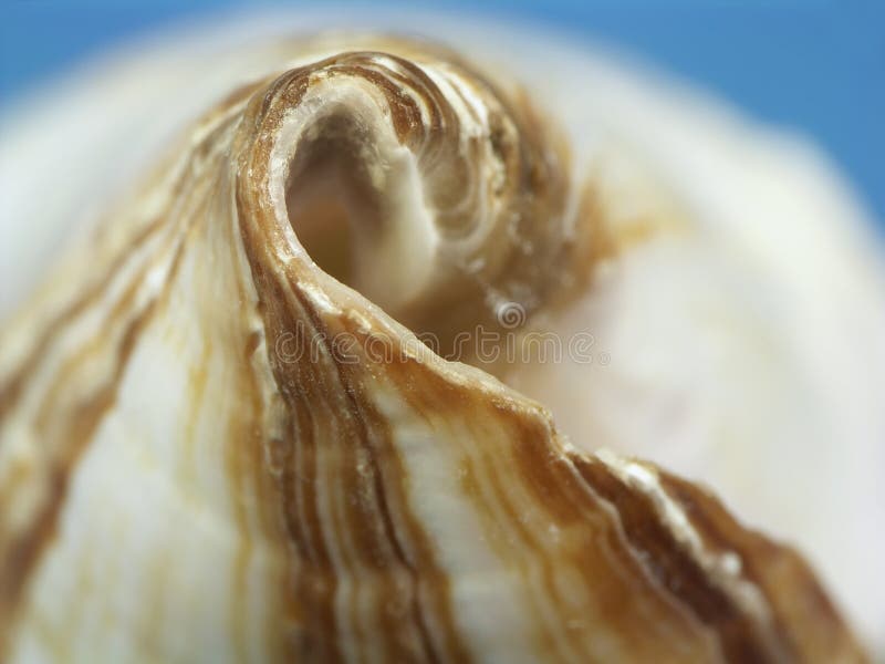 113,321 Seashell Fotos - Libres de Derechos y Gratuitas de Dreamstime