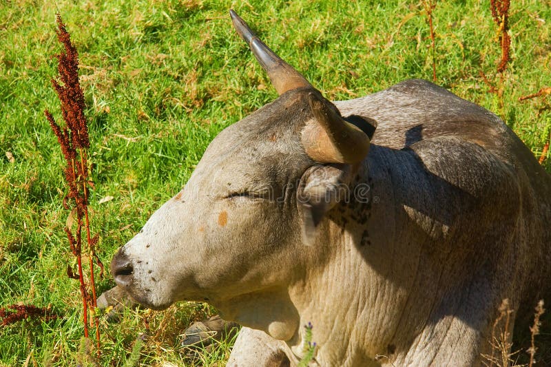 Toros De Nguni Del Africano En Pasto Imagen de archivo - Imagen de vaca ...