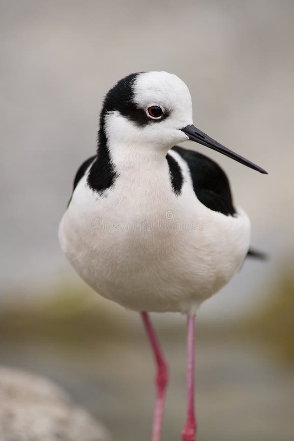 Primer del zanco imagen de archivo. Imagen de alimento - 11771761