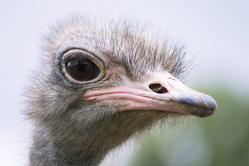 Primer Divertido De La Cabeza De La Avestruz Foto de archivo - Imagen ...