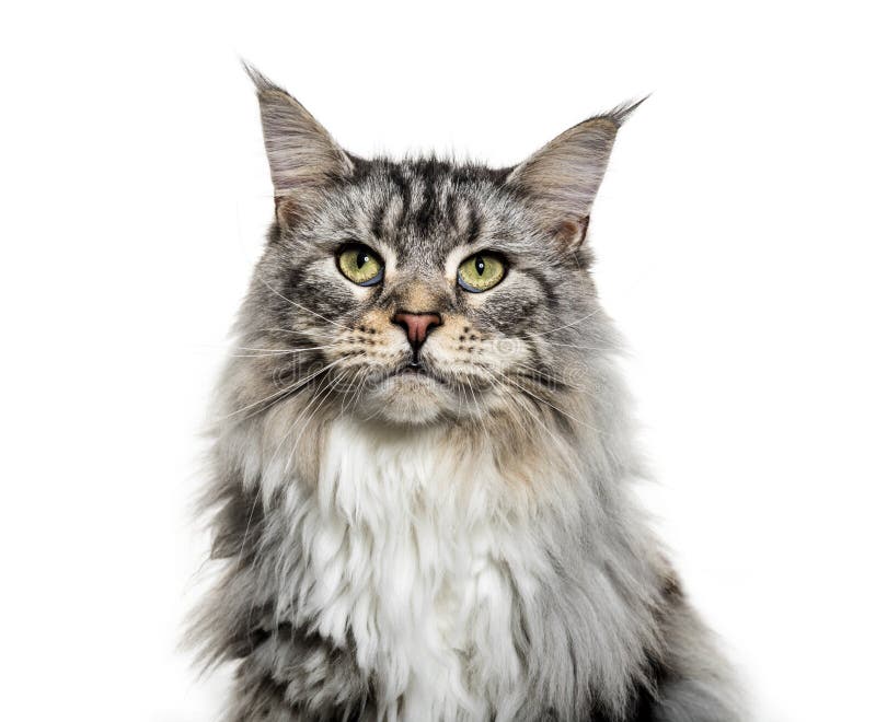 Primer Del Top De Un Gatito Principal Del Mapache De La Cabeza, 4 Meses ...