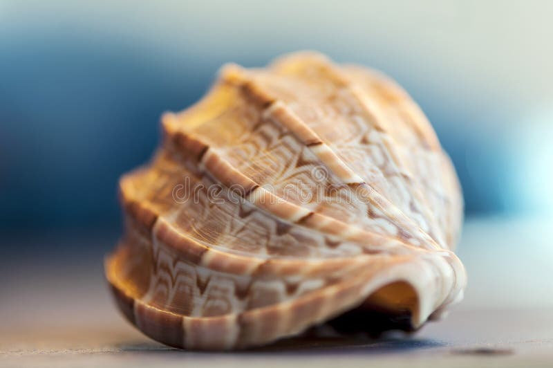 Concha Marina Cuba Fotos De Stock - Download 83 Fotos Libres de Derechos