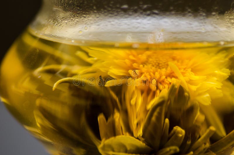 Primer floreciente del té foto de archivo. Imagen de vector - 37789206