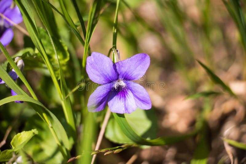 Primer Florecimiento Violeta En Primavera Sol Viola Odorata Imagen de ...
