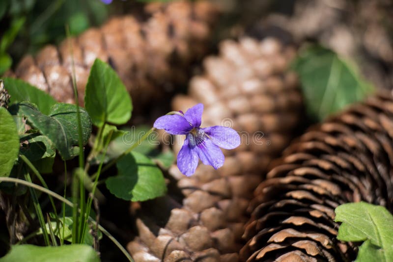 Primer Florecimiento Violeta En Primavera Sol Viola Odorata Foto de ...
