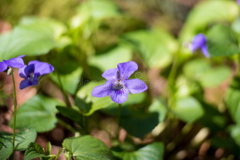 Primer Florecimiento Violeta En Primavera Sol Viola Odorata Foto de ...