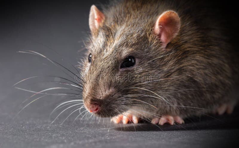 Primer Gris Animal De La Rata Foto de archivo - Imagen de animal, gris ...