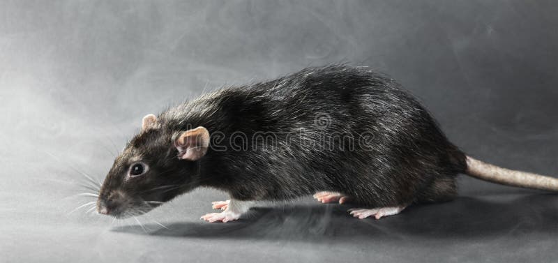 Primer Gris Animal De La Rata Imagen de archivo - Imagen de cierre ...
