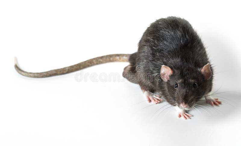 Las Ratas Blancas Y Grises Comen Imagen de archivo - Imagen de cubo ...