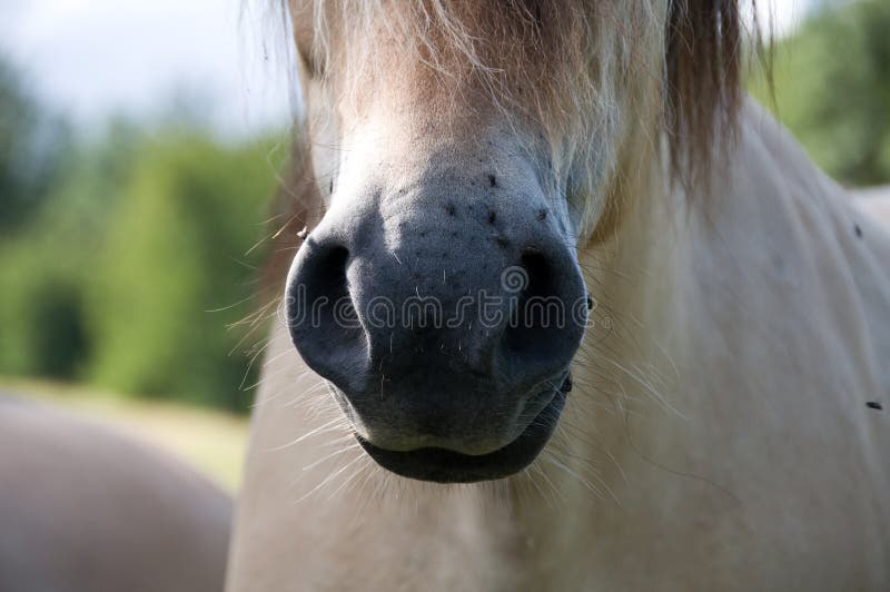 Boca Del Caballo Que Come El Detalle Imagen de archivo - Imagen de ...