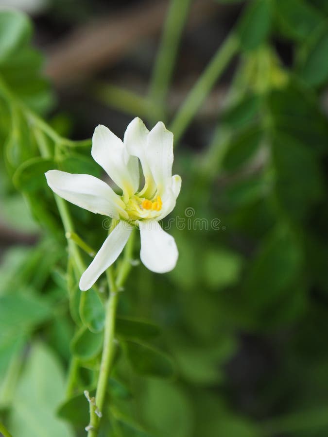 Primer la flor de Moringa foto de archivo. Imagen de belleza - 114770652