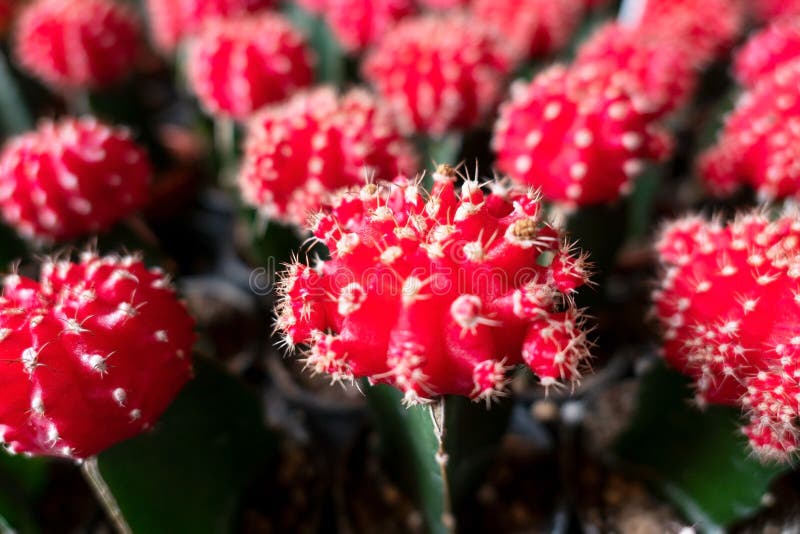 Primer Mucho Cactus Rojo Modelo Para El Cactus Foto de archivo - Imagen ...