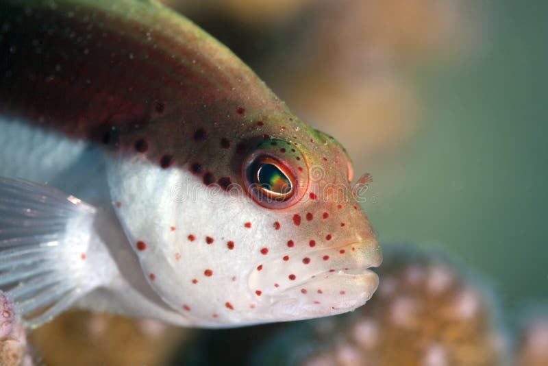 Primer Pecoso Del Hawkfish. Foto de archivo - Imagen de brillante ...