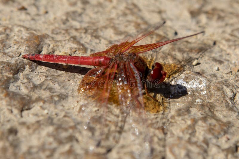 997 Parasitismo Fotos de stock - Fotos libres de regalías de Dreamstime