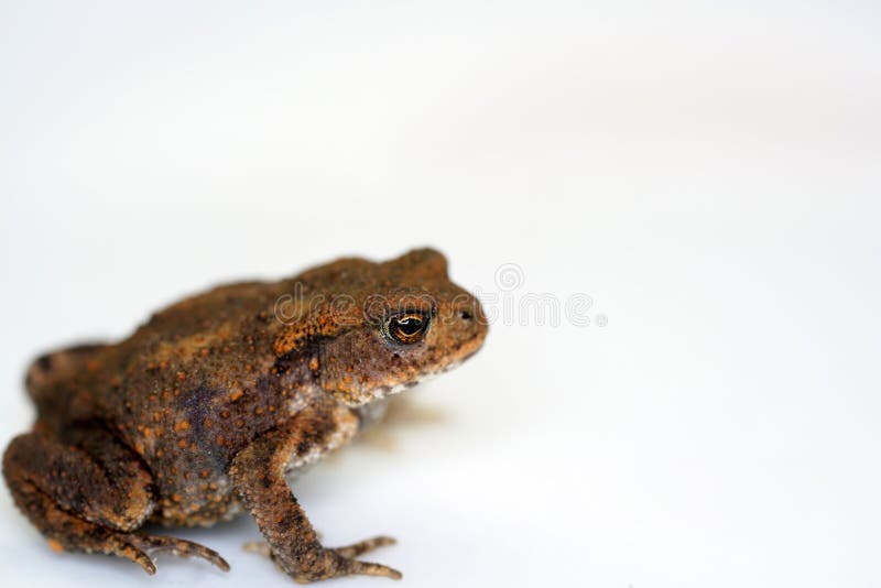 Primer Plano De Un Sapo Aislado Sobre Un Fondo Blanco Foto de archivo ...