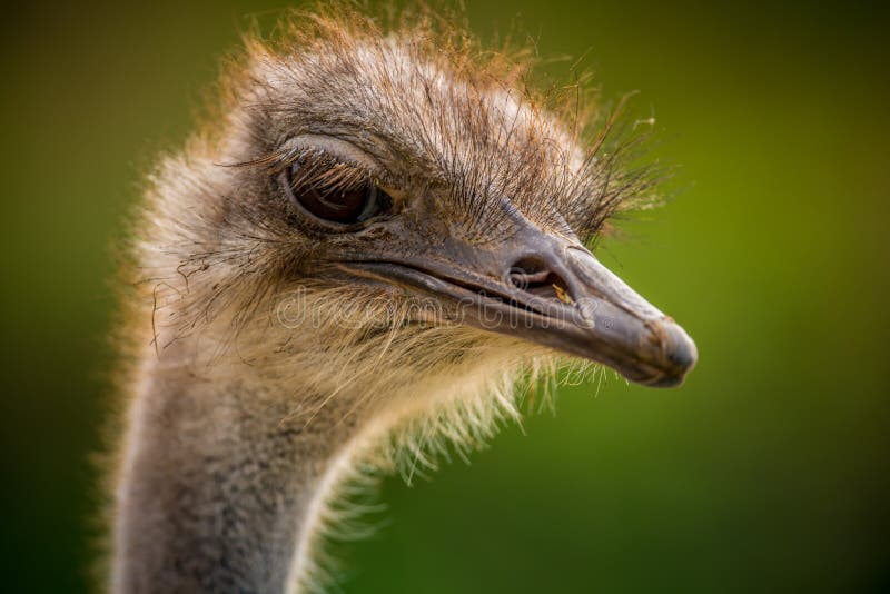 Mirada De La Avestruz, Retrato Principal Foto de archivo - Imagen de ...