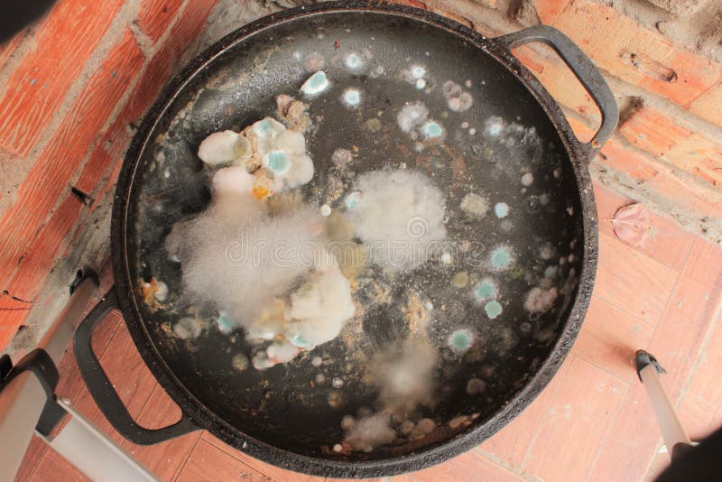 Primer Putrefacto Y Mohoso De La Comida Imagen de archivo - Imagen de ...