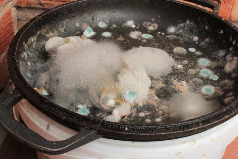 Primer Putrefacto Y Mohoso De La Comida Imagen de archivo - Imagen de ...