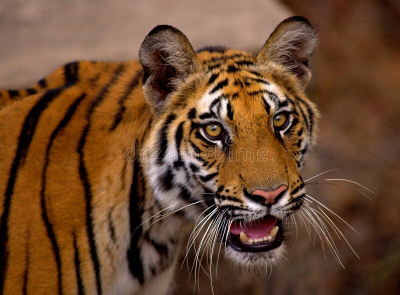 Primer Plano De Un Tigre De Bengala Real Imagen de archivo - Imagen de ...