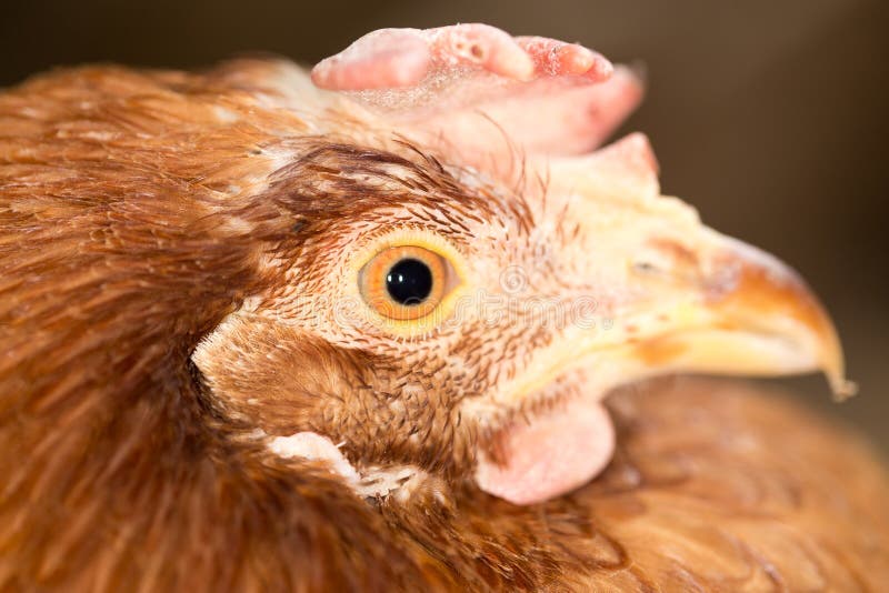 Primer Rojo De La Cabeza Del Pollo Foto de archivo - Imagen de hembra ...