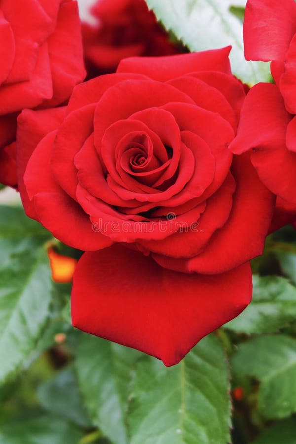 Primer Rojo De Las Rosas Rose Flowers Background Roja Foto de archivo ...