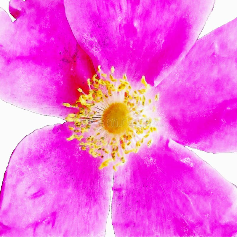 Primer Rose Fine Art Rosada Simple Stock de ilustración - Ilustración ...